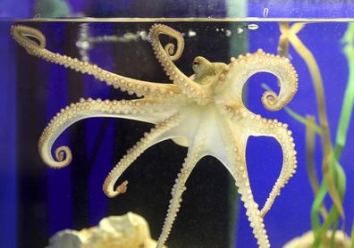 "Pulpito Hincha", el fiel seguidor colombiano que se inspiró en el ...